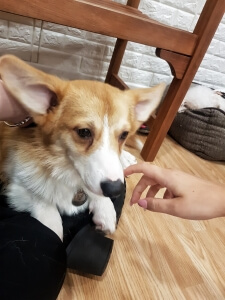 Take a look inside Dog & Scone - Newcastle's first dog cafe!