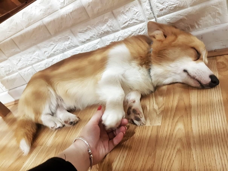 Take a look inside Dog & Scone - Newcastle's first dog cafe!