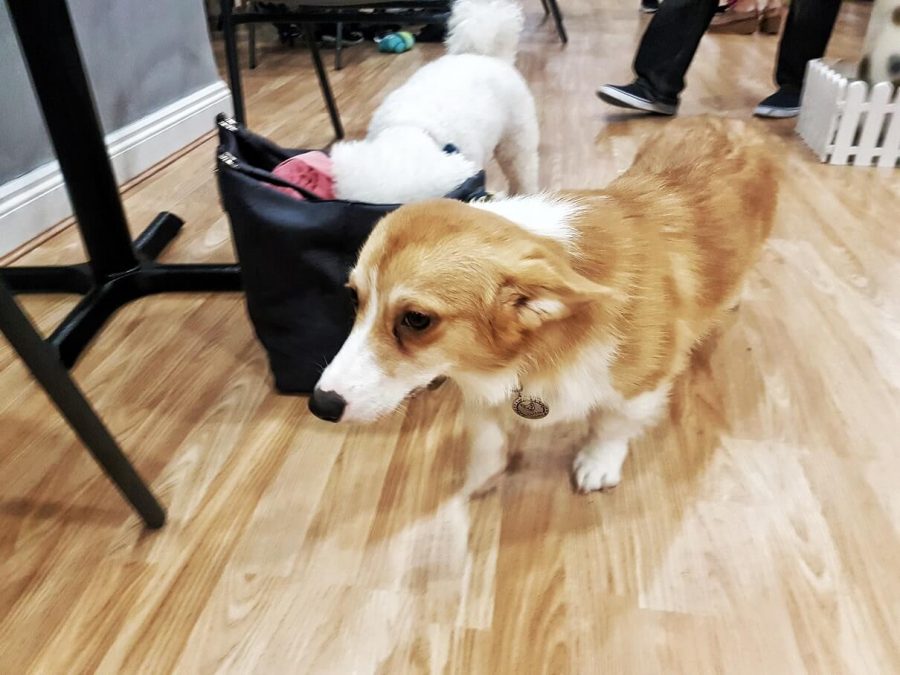 Take a look inside Dog & Scone - Newcastle's first dog cafe!