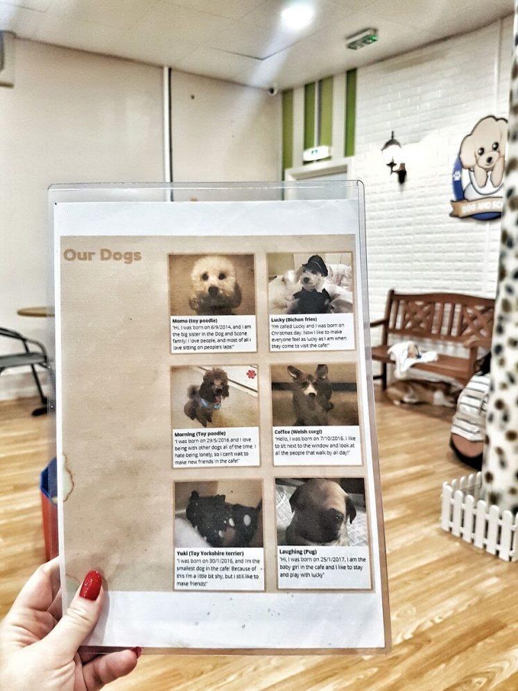 Take a look inside Dog and Scone - Newcastle's first dog cafe ...
