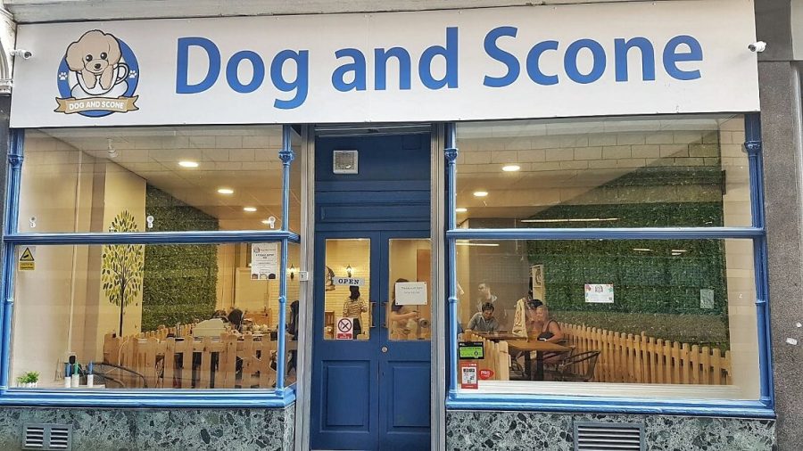 Take a look inside Dog and Scone - Newcastle's first dog cafe ...