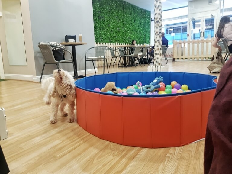 Take a look inside Dog and Scone: Newcastle Upon Tyne First Dog Cafe