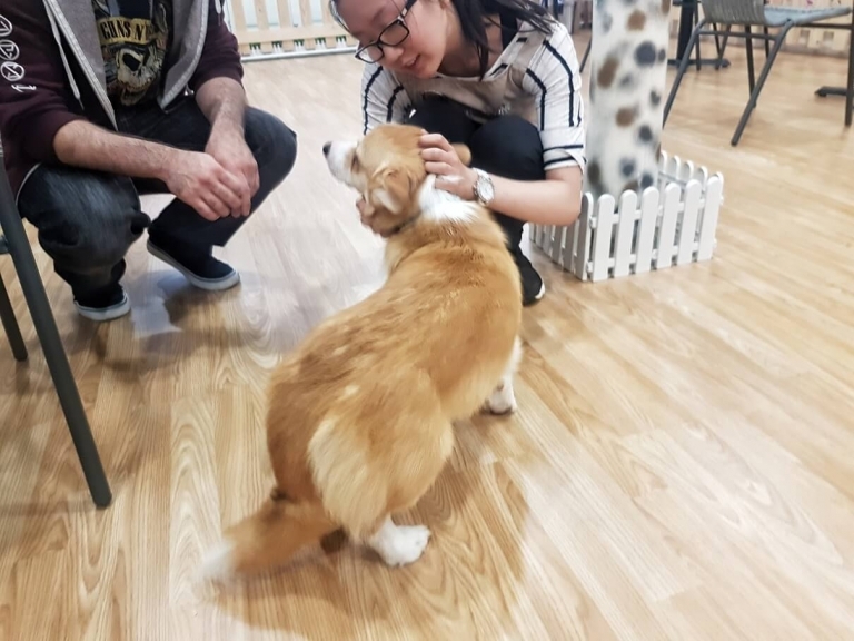 Take a look inside Dog & Scone - Newcastle's first dog cafe!