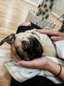 Take a look inside Dog and Scone: Newcastle Upon Tyne First Dog Cafe