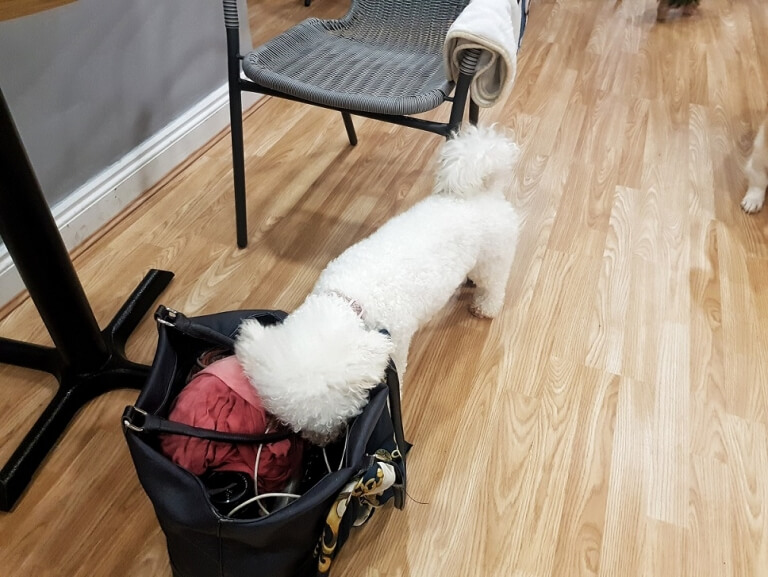 Take a look inside Dog and Scone: Newcastle Upon Tyne First Dog Cafe