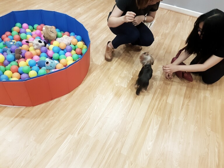 Take a look inside Dog and Scone: Newcastle Upon Tyne First Dog Cafe