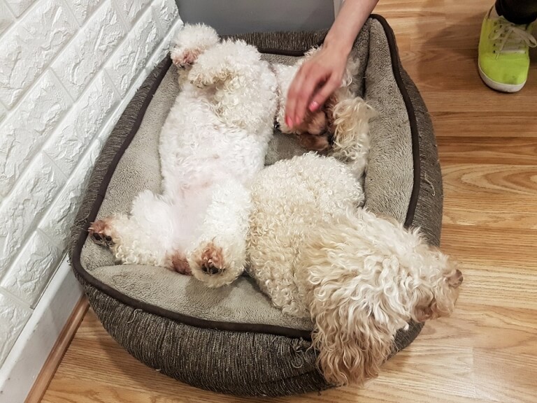 Take a look inside Dog and Scone: Newcastle Upon Tyne First Dog Cafe